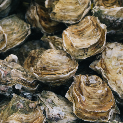 Unshucked Oyster Boxes | Oysters In Motion™